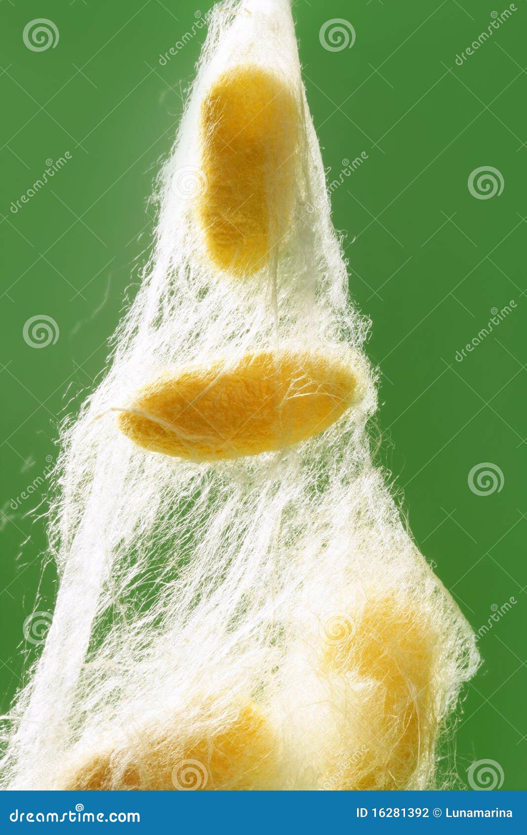 Yellow Silkworm Cocoon Shell Through The Silk Route Royalty-Free Stock ...