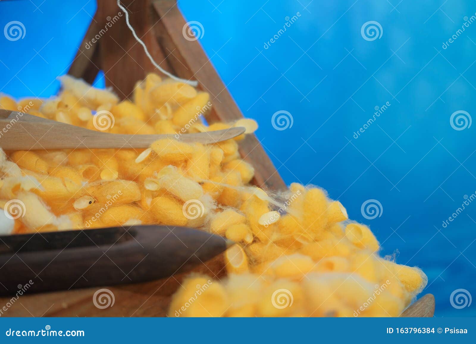 Yellow Silkworm Cocoon Shell for Making Thread Stock Photo - Image of ...