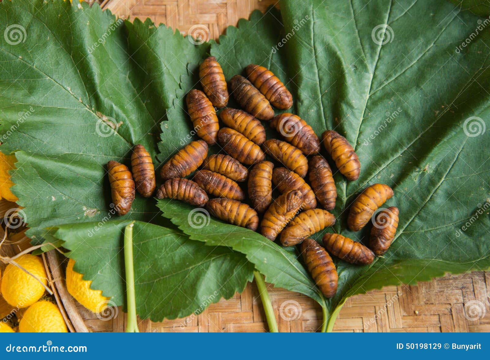 Yellow Silkworm Cocoon Shell through the Silk Route Stock Image - Image ...
