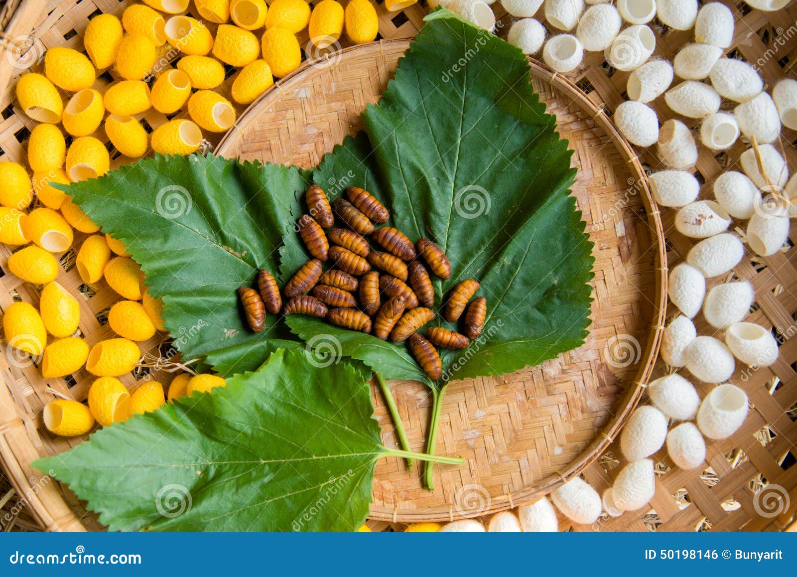 Yellow Silkworm Cocoon Shell through the Silk Route Stock Photo - Image ...