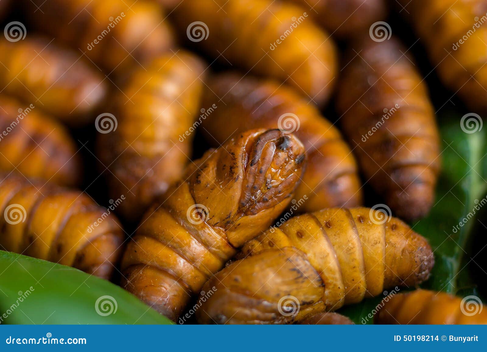 Yellow Silkworm Cocoon Shell through the Silk Route Stock Photo - Image ...