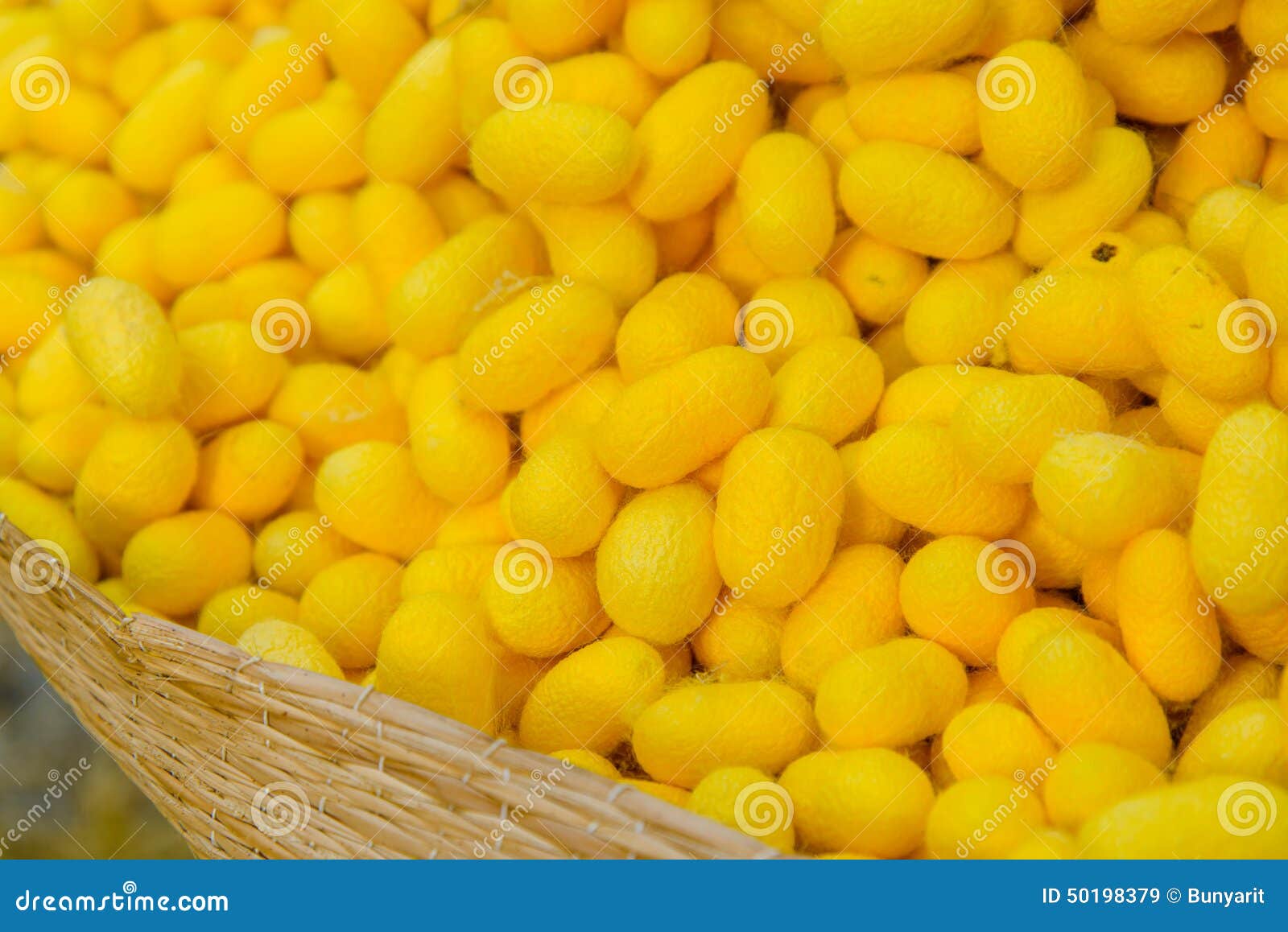 Yellow Silkworm Cocoon Shell through the Silk Route Stock Image - Image ...
