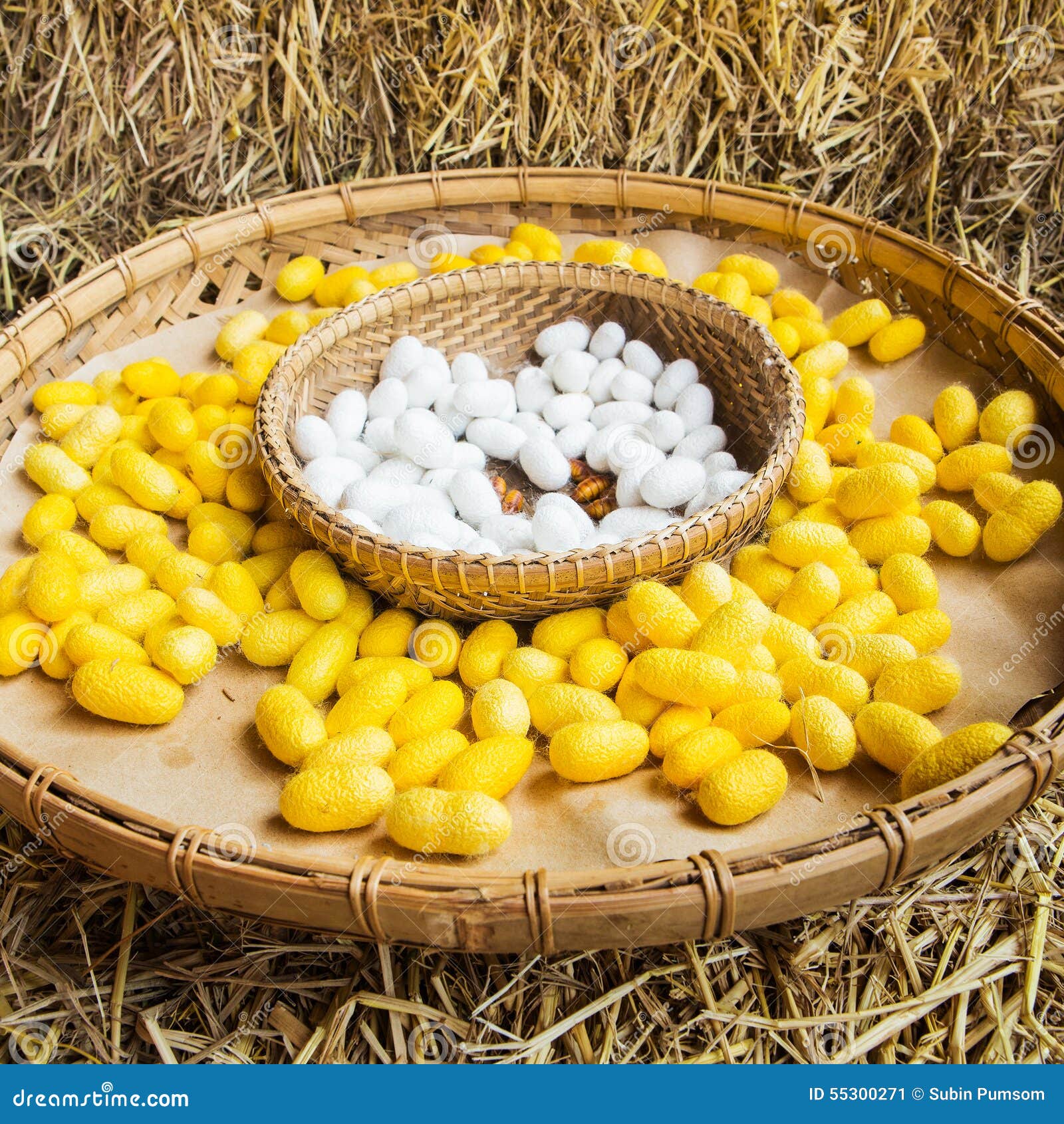Yellow Silkworm Cocoon Shell through the Silk Route Stock Image - Image ...