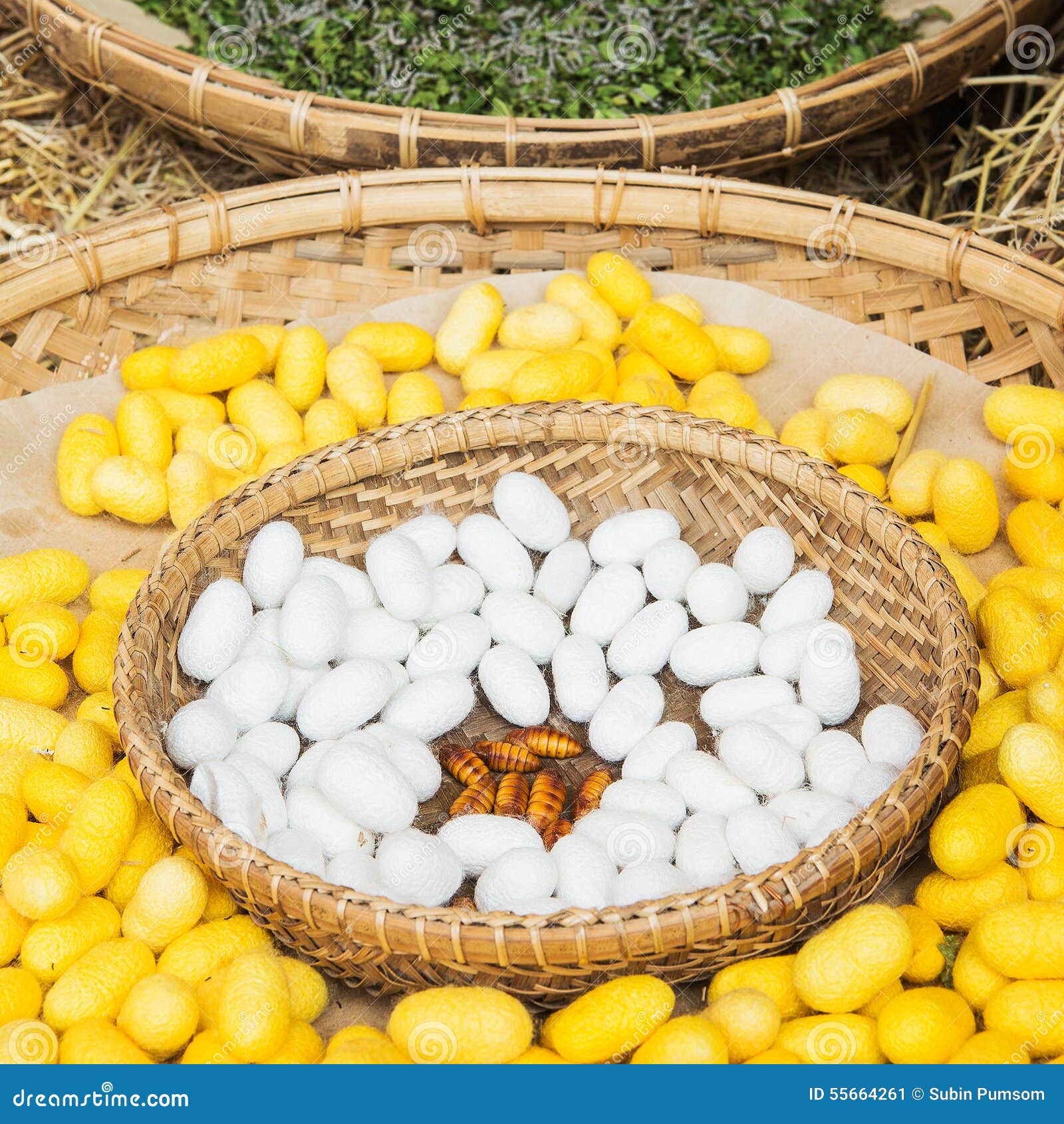Yellow Silkworm Cocoon Shell through the Silk Route Stock Image - Image ...