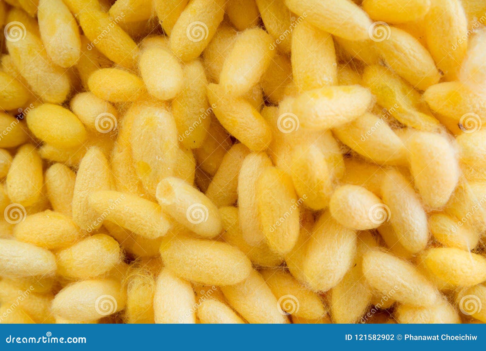 Yellow Silkworm Cocoon Shell through the Silk Route Stock Photo - Image ...