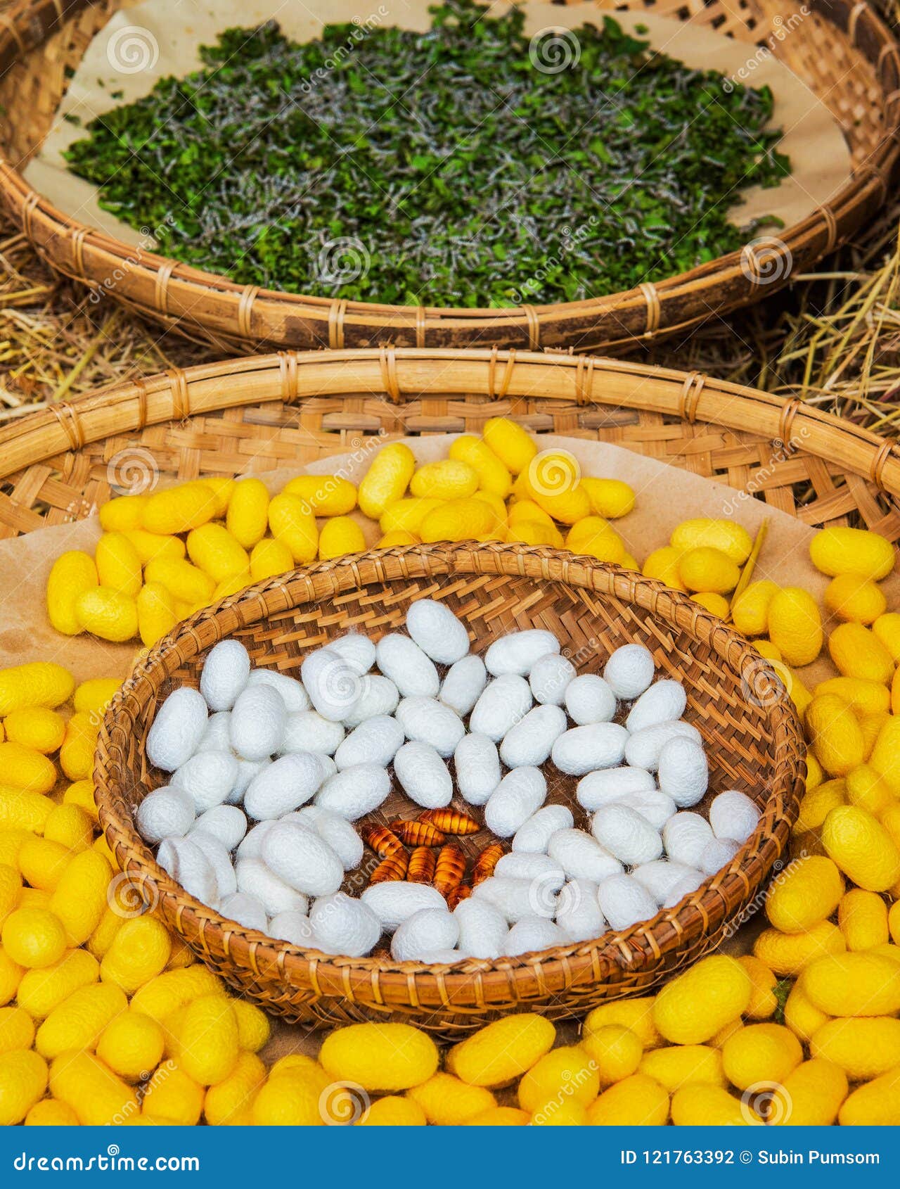 Yellow Silkworm Cocoon Shell through the Silk Route Stock Photo - Image ...