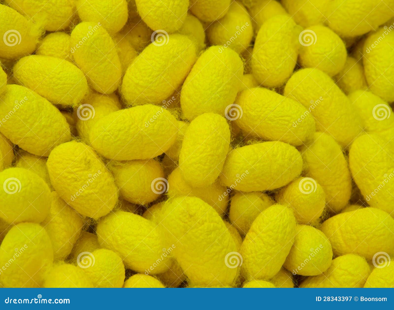 Yellow silkworm cocoons stock image. Image of cocoon - 28343397