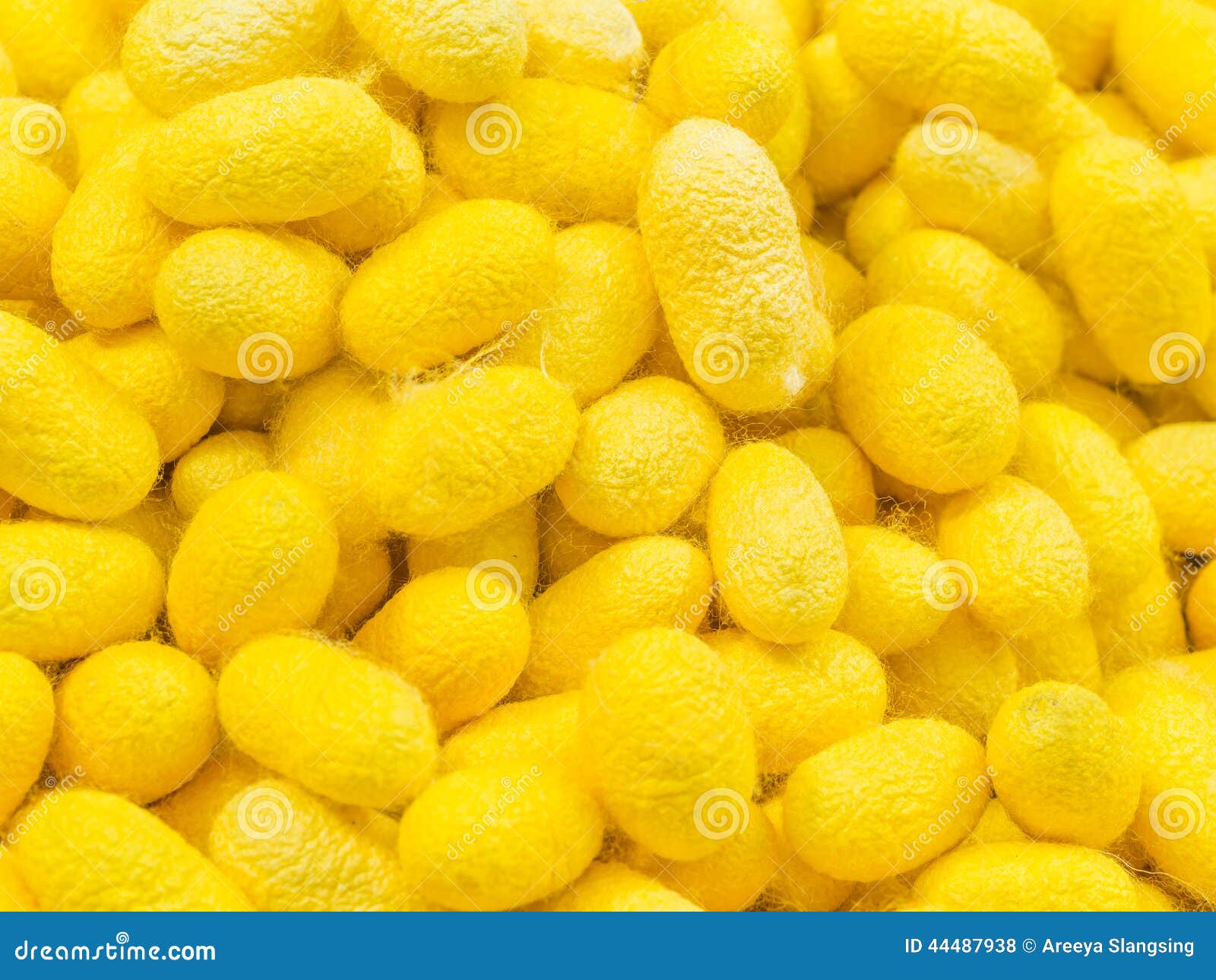 Yellow Silkworm cocoons stock photo. Image of color, industry - 44487938