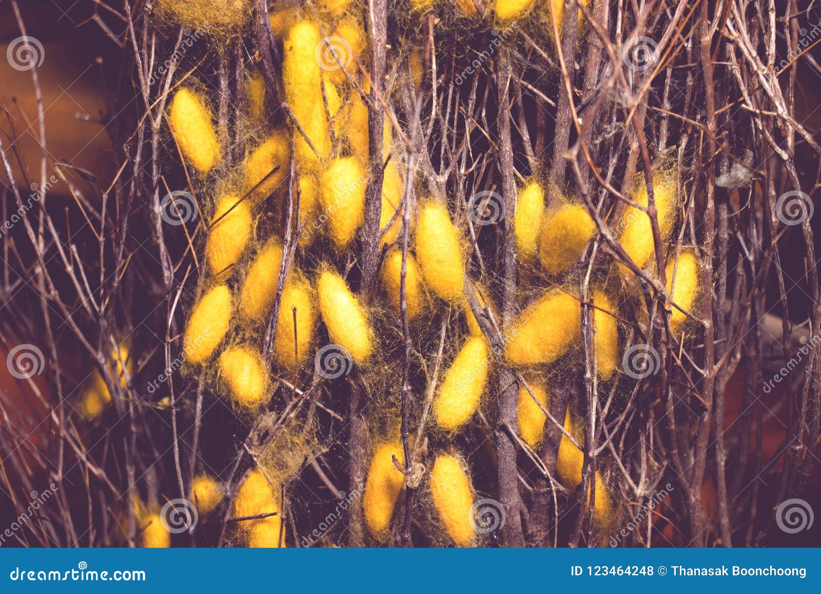 Yellow Silkworm Cocoons in Nest Stock Photo - Image of bush, leave ...