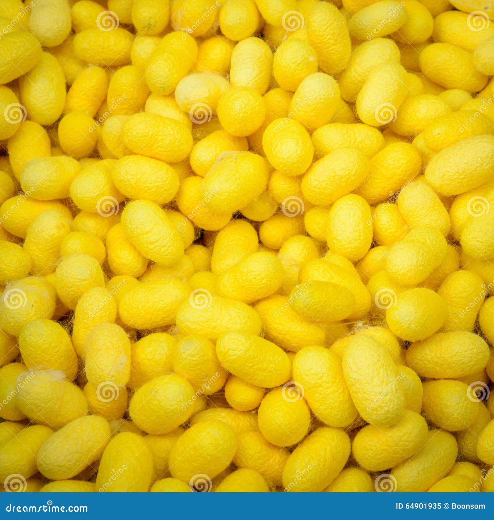Yellow silkworm cocoons stock image. Image of natural - 64901935