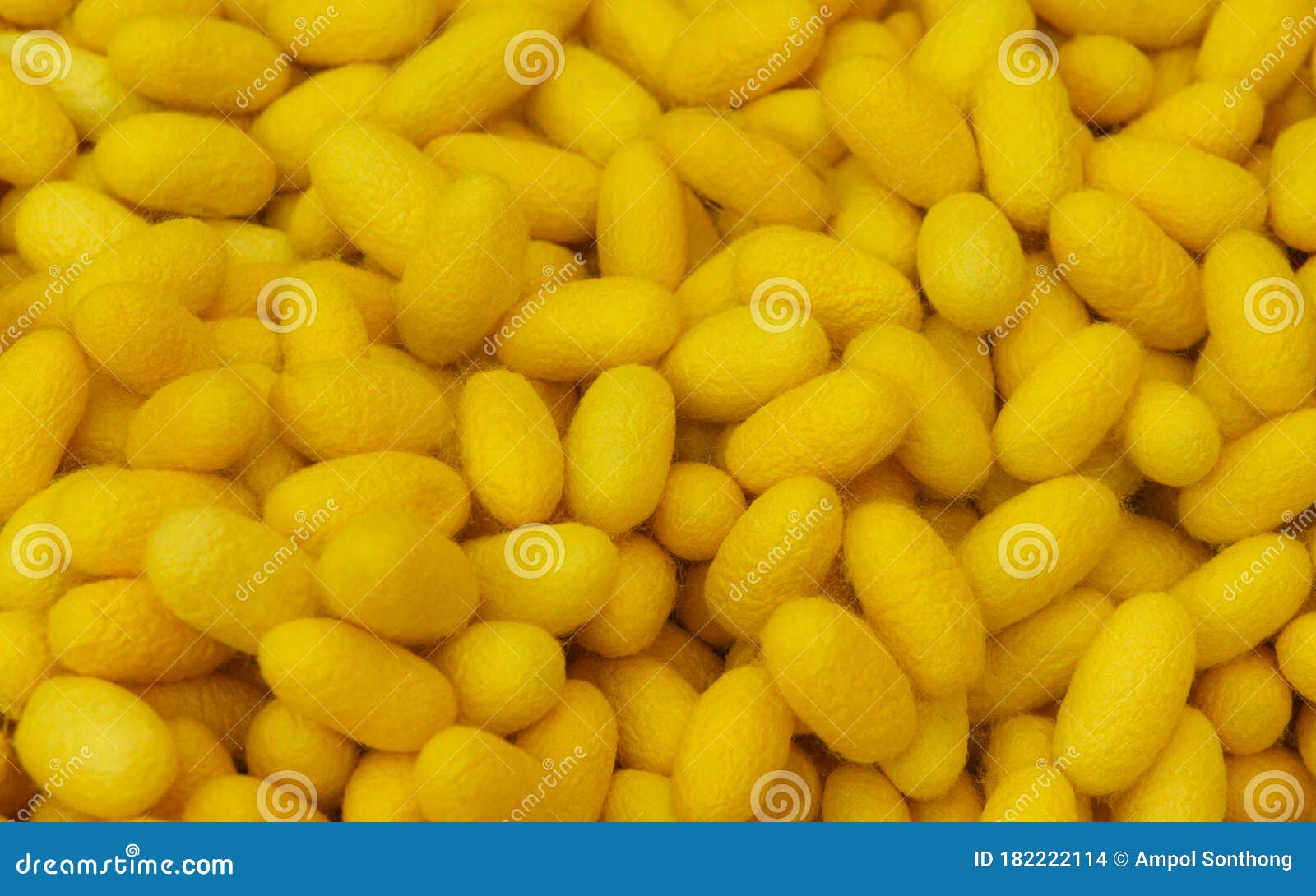 Yellow Silkworm Cocoons, Use As Background. Stock Photo - Image of ...