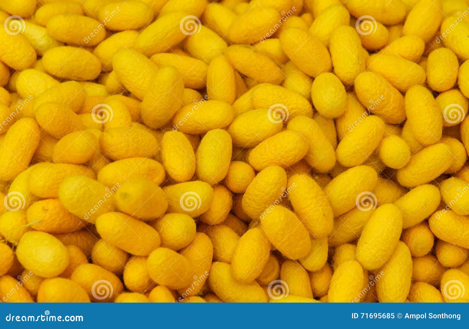 Yellow silkworm cocoons stock image. Image of fluffy - 71695685
