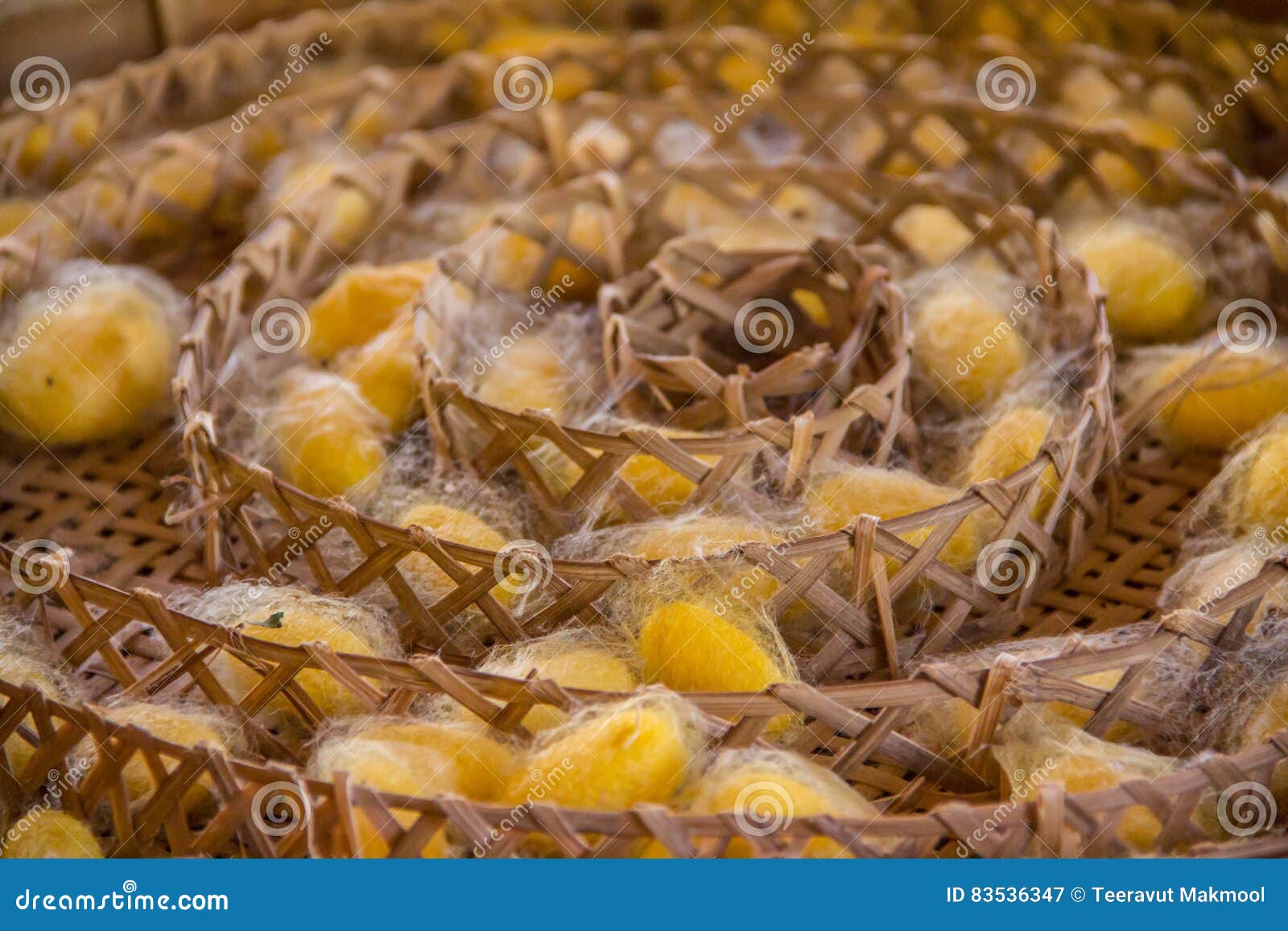 Yellow Silkworm cocoons stock image. Image of weave, cocoons - 83536347