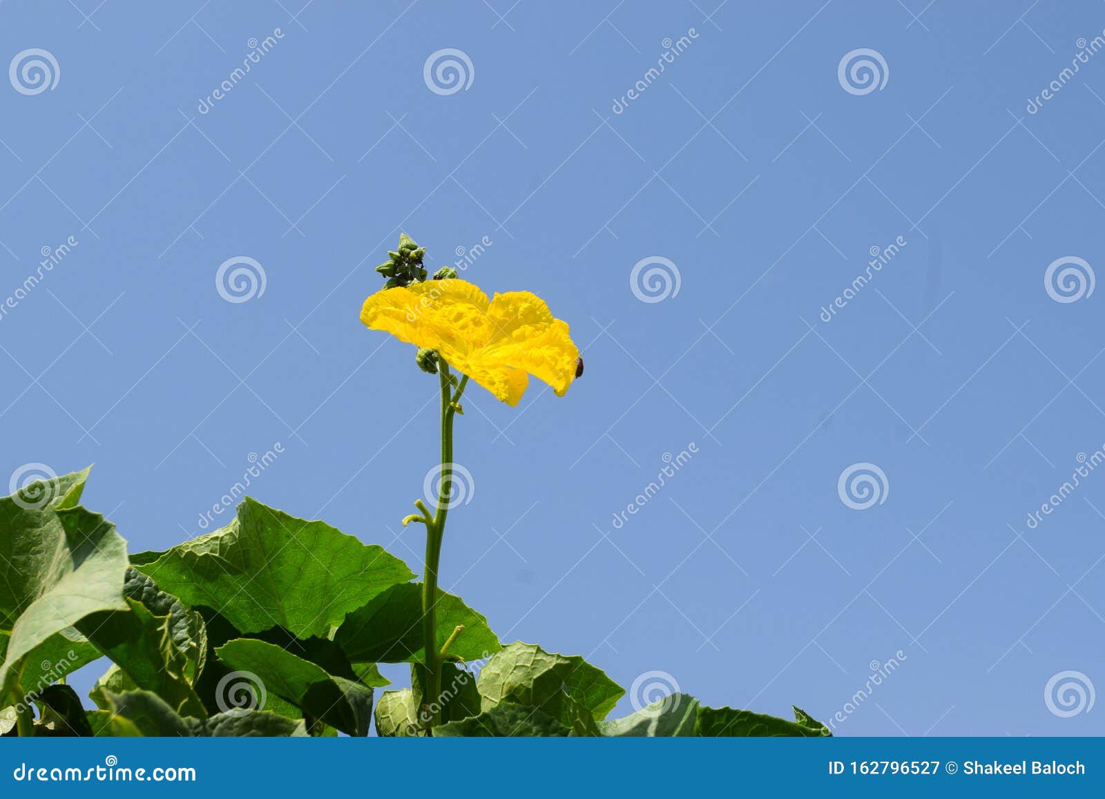 Yellow Single Flower with Blue Sky Clean Background Stock Image - Image ...
