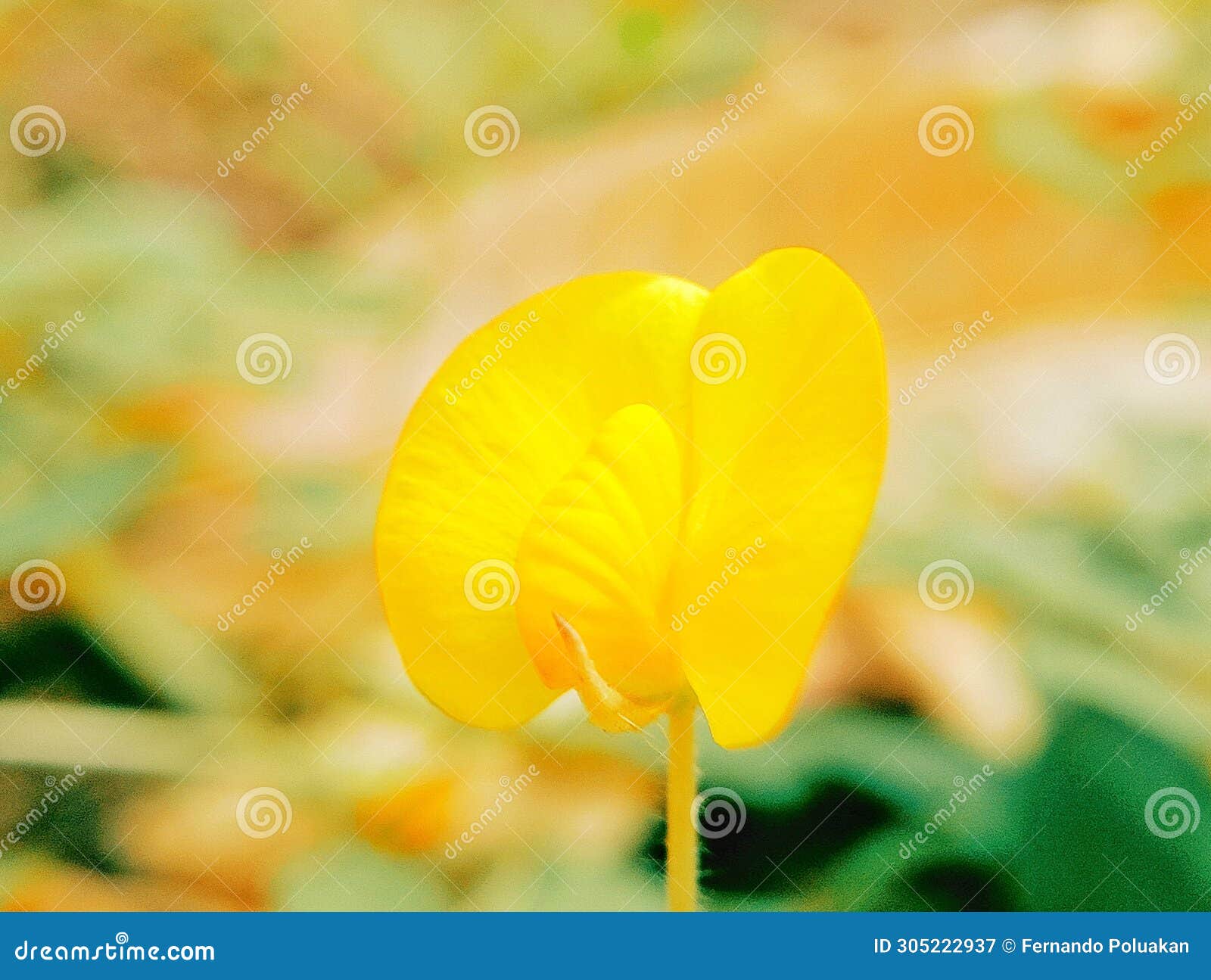 Yellow Single Flower with Boleh Background Stock Image - Image of ...