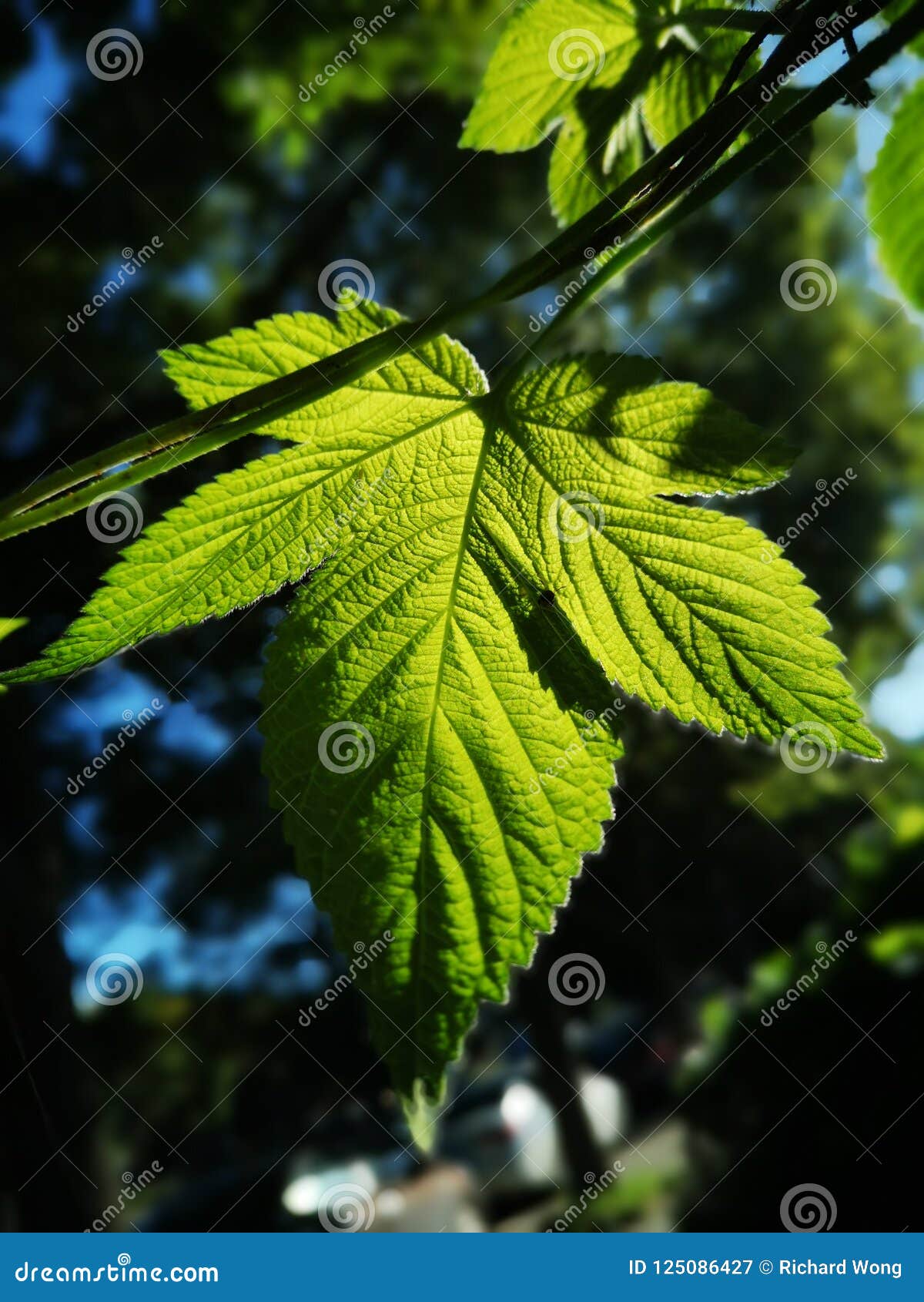 The Single Maple Leaf Standing on the Branch Stock Image - Image of ...