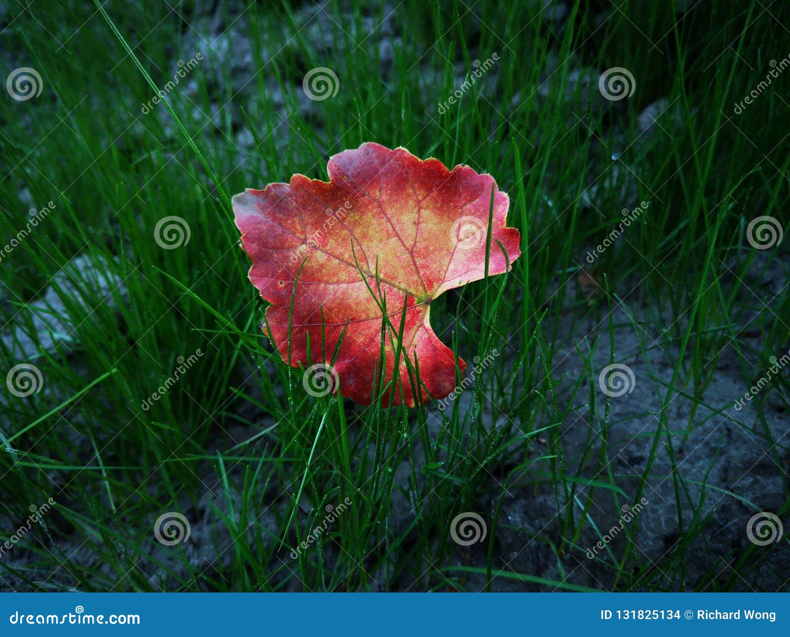 The Single Maple Leaf Standing on the Branch Stock Photo - Image of ...