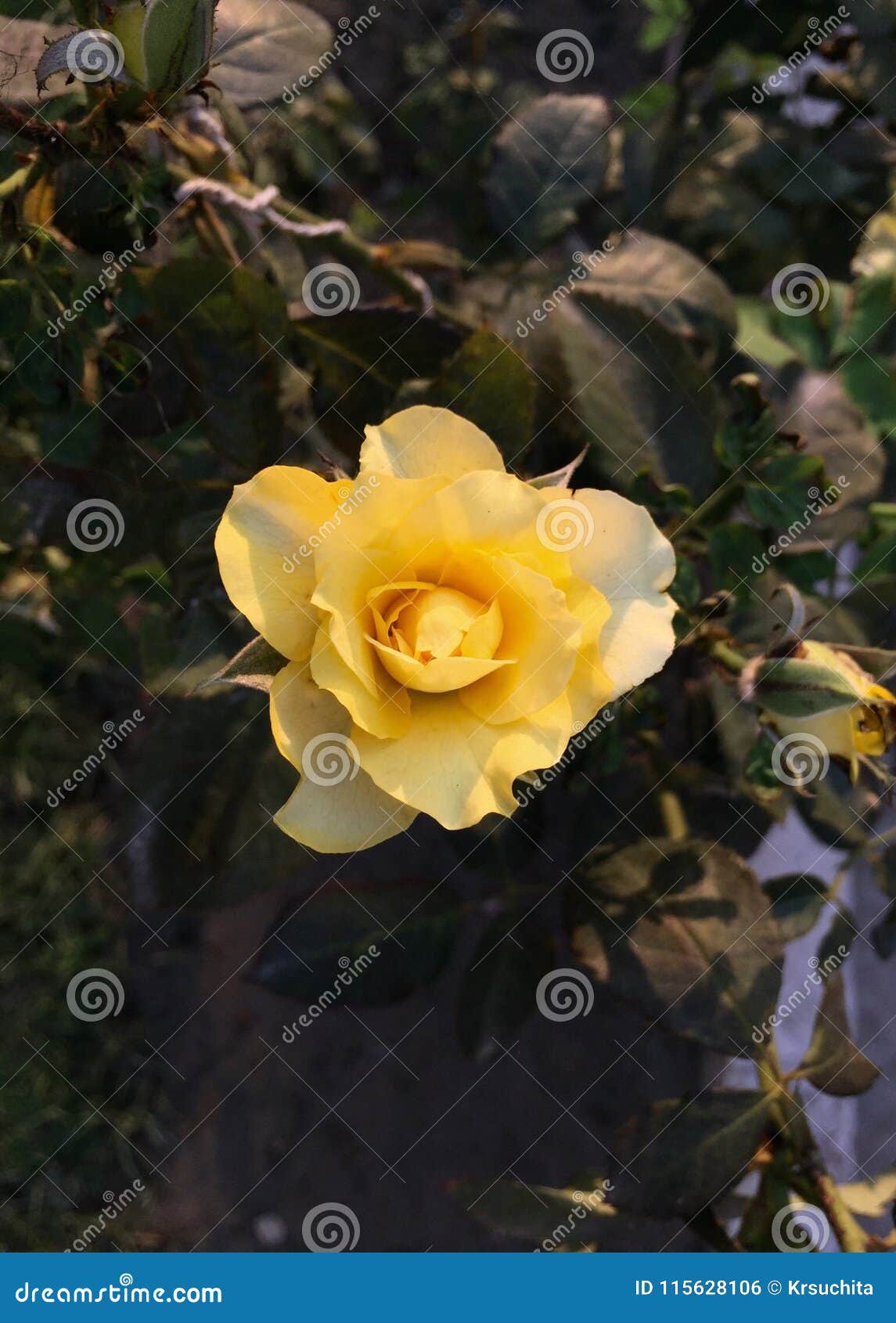 Yellow rose single stock photo. Image of wallpaper, single - 115628106