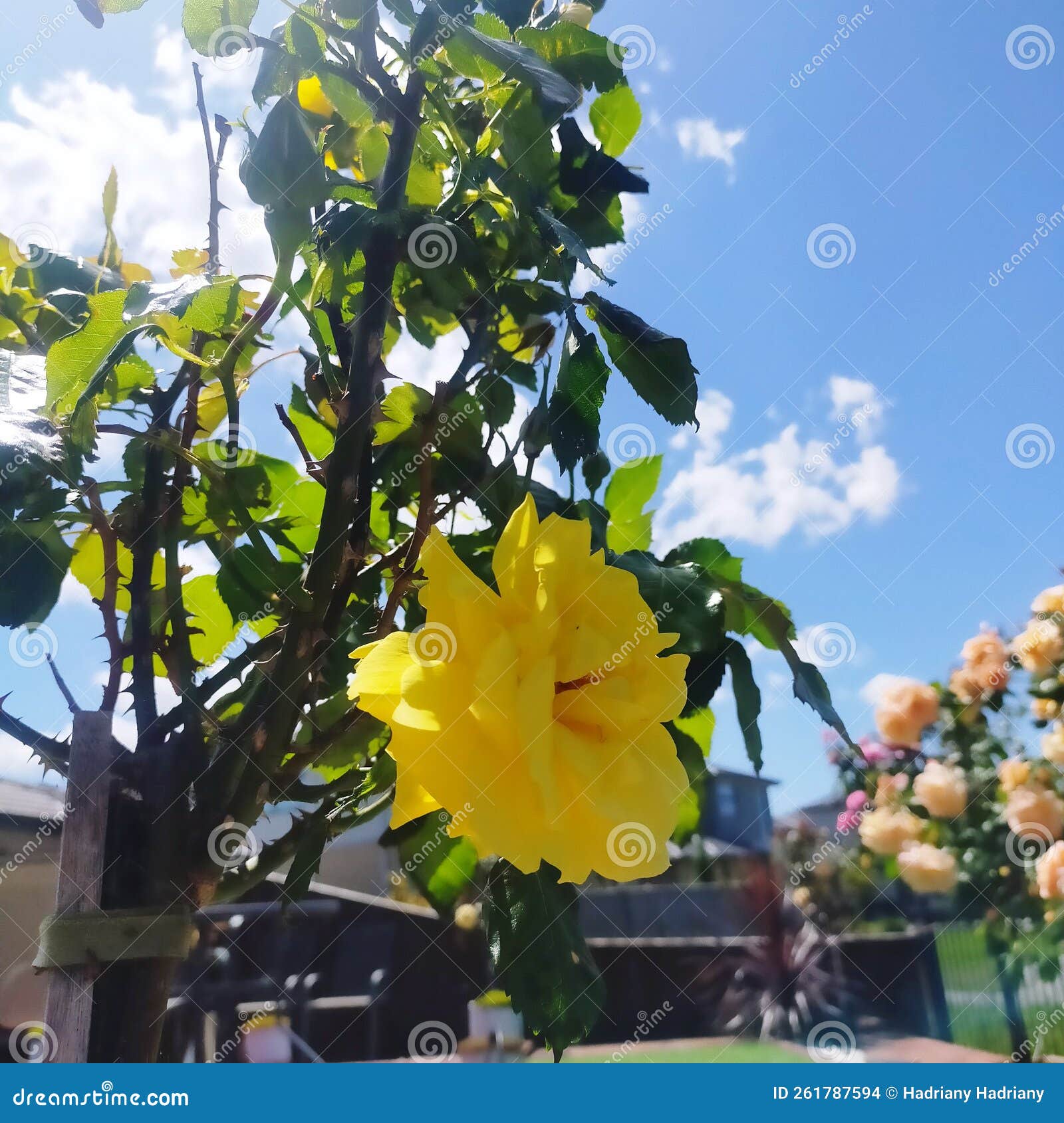Yellow Single Rose Flower at Garden Stock Photo - Image of blossom ...
