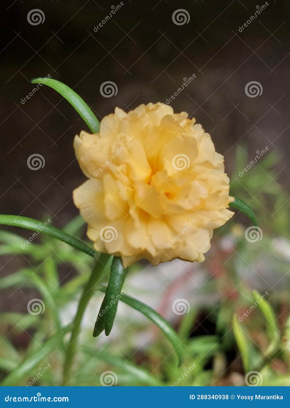 Yellow Siti maryam flower stock photo. Image of blossom - 288340938