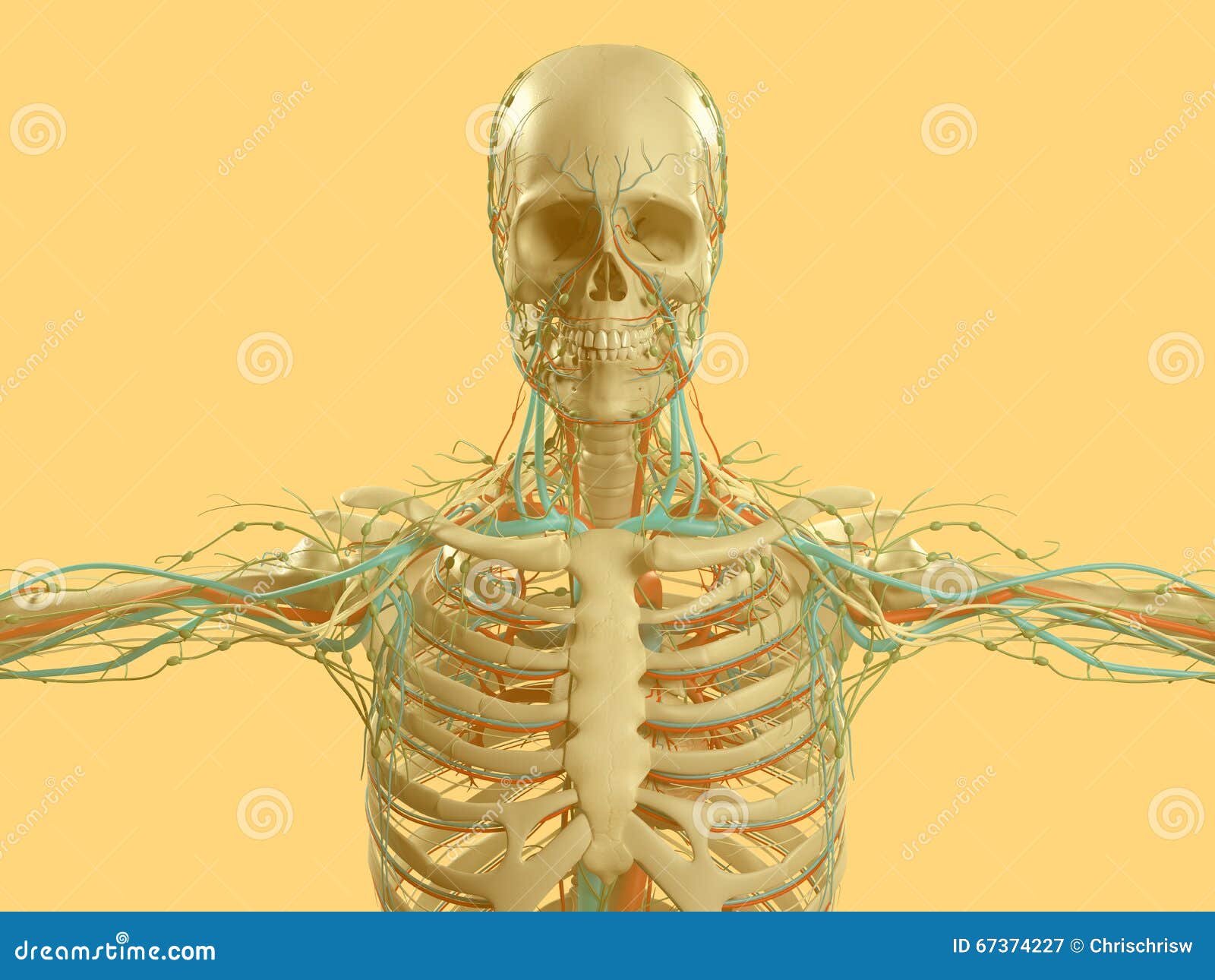 Yellow Skeleton on Fun Yellow Studio Background. Graphic,design,modern ...