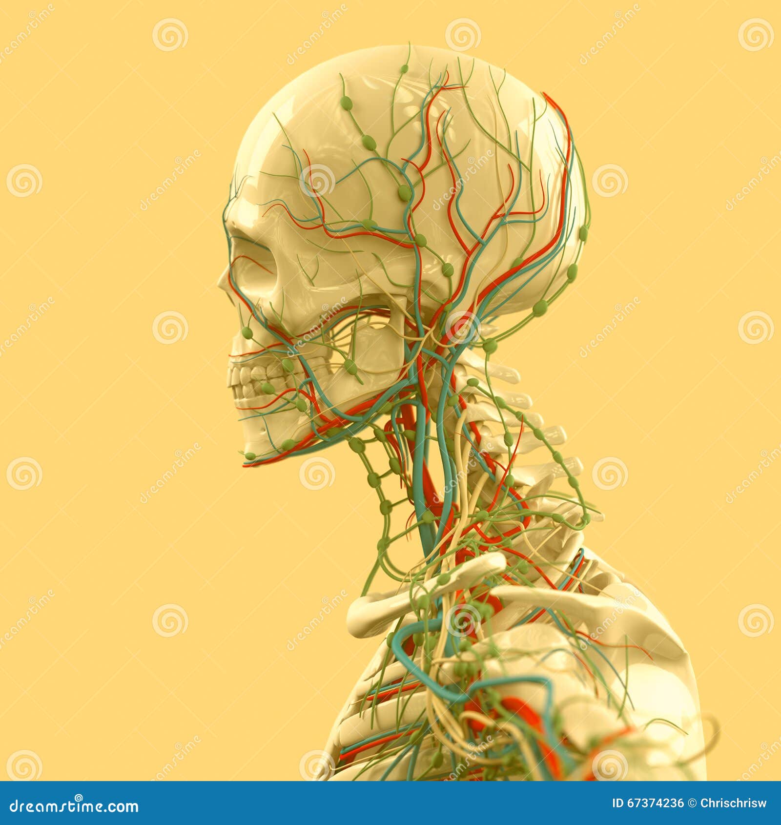 Yellow Skeleton On Fun Yellow Studio Background. Graphic,design,modern ...