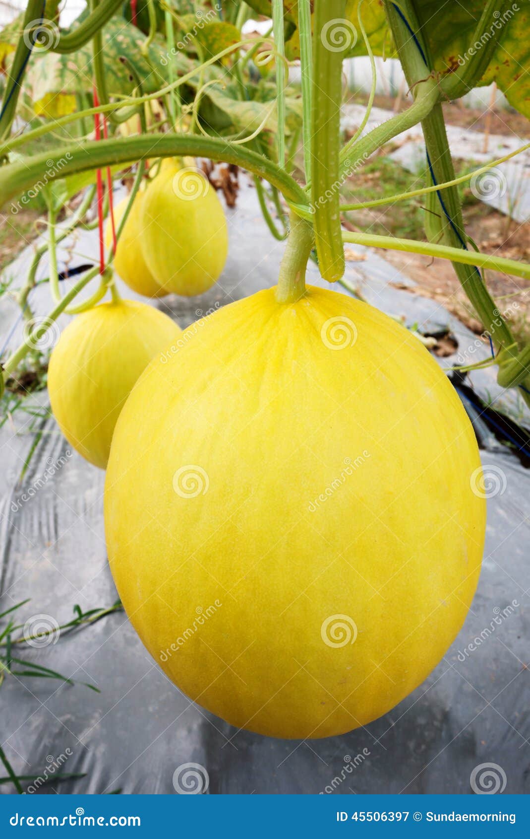 Yellow skin melon stock image. Image of canary, fruit - 45506397