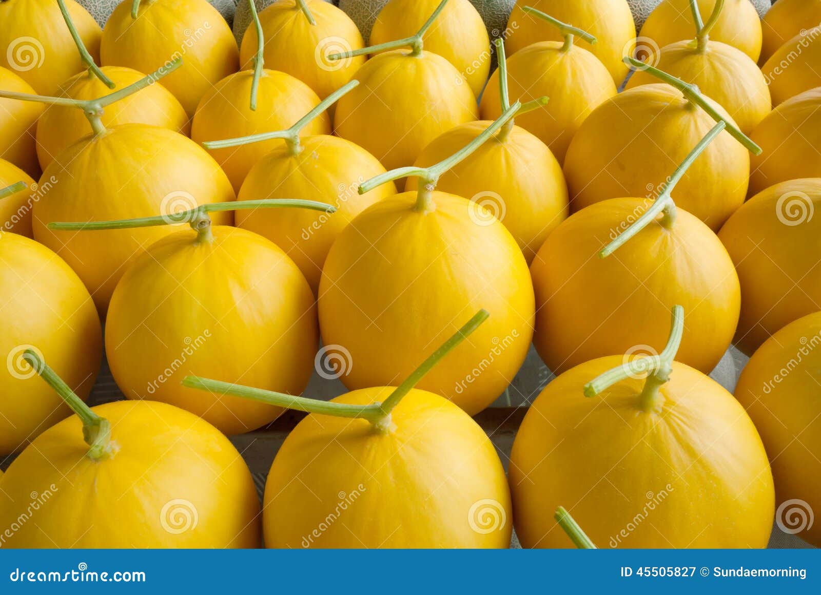 Yellow skin melon stock image. Image of skin, rind, food - 45505827