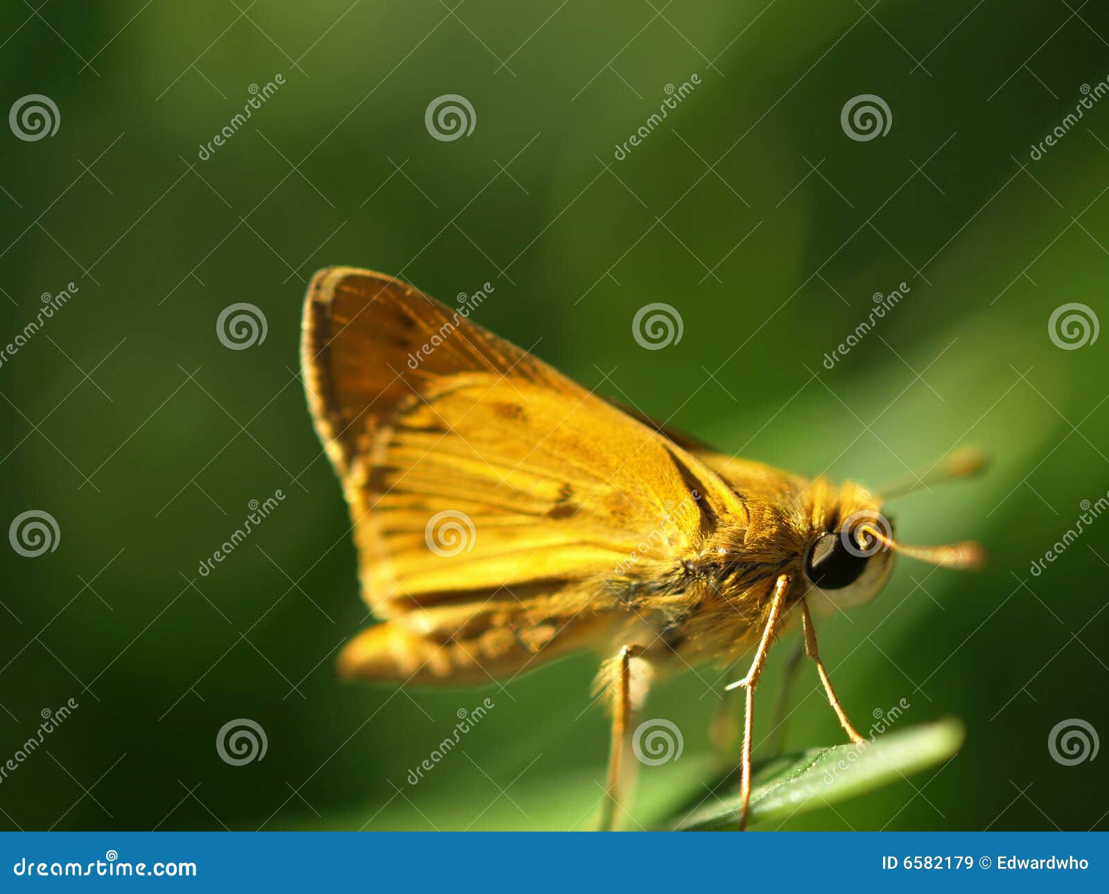 Yellow skipper butterfly stock image. Image of insect - 6582179