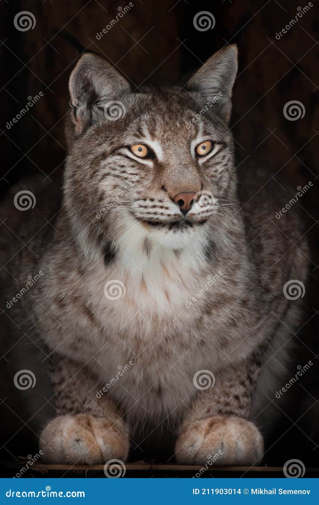 Yellow Slender Lynx Looks Down from the Darkness with Bright Eyes Stock ...