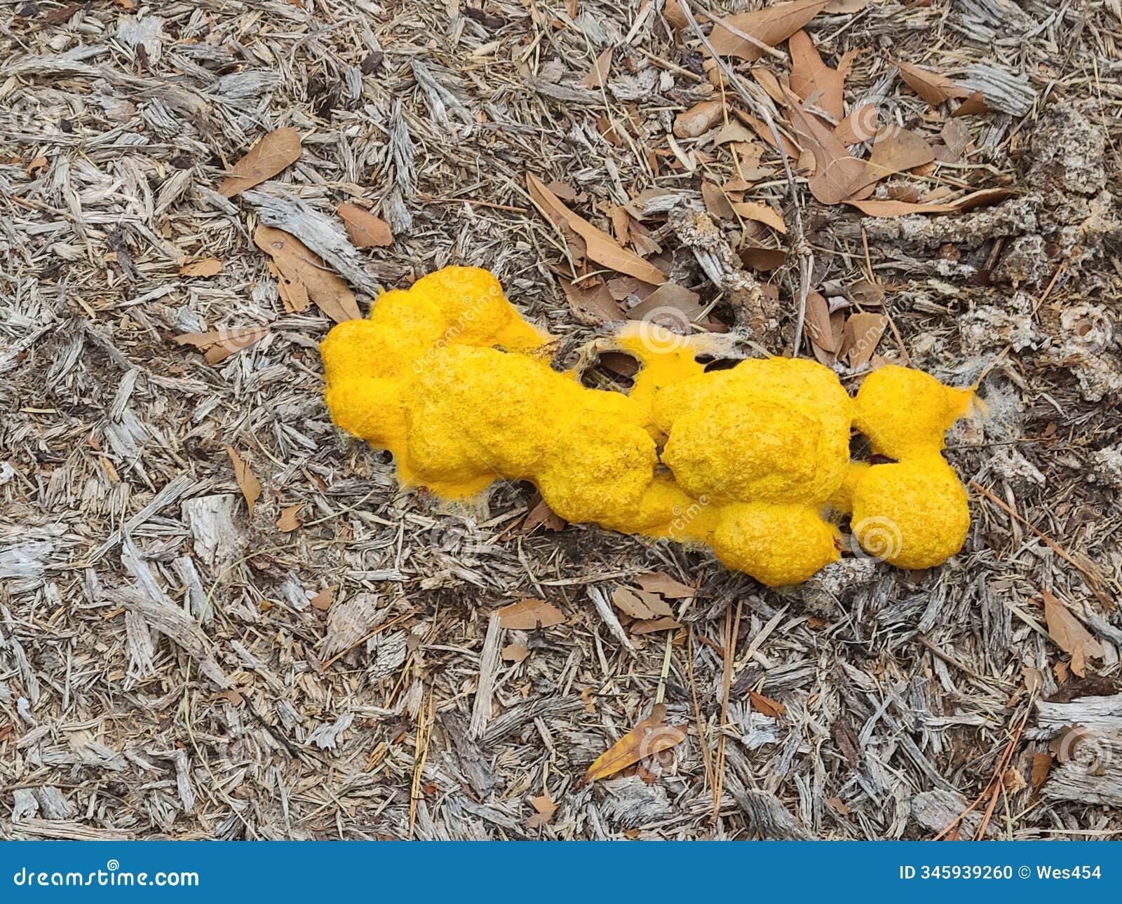 The Yellow Slime Grows in the Wood Mulch Stock Photo - Image of tree ...