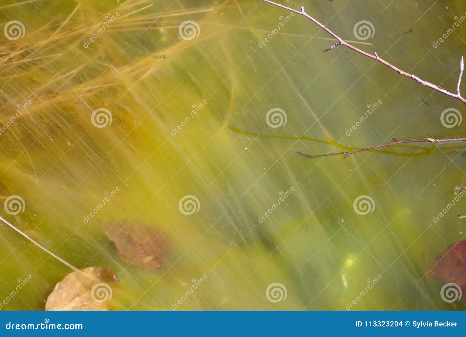 Yellow slime on the water stock photo. Image of landscape - 113323204