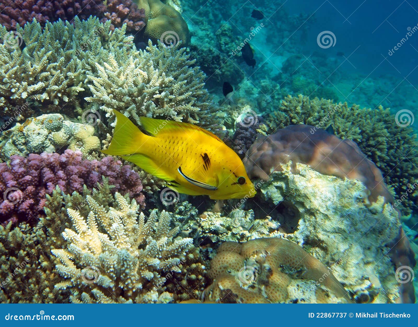 Yellow Slingjaw Wrasse (female) Stock Image - Image of barrier, leisure ...
