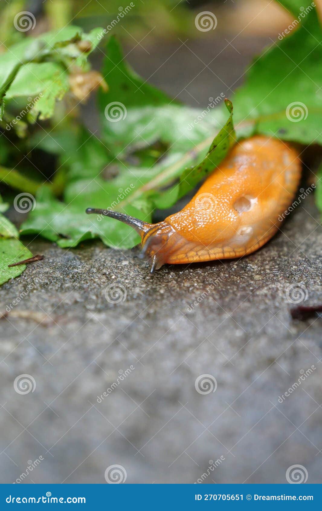 Yellow Slug Crawls on Wet Asphalt after Rain Stock Image - Image of ...