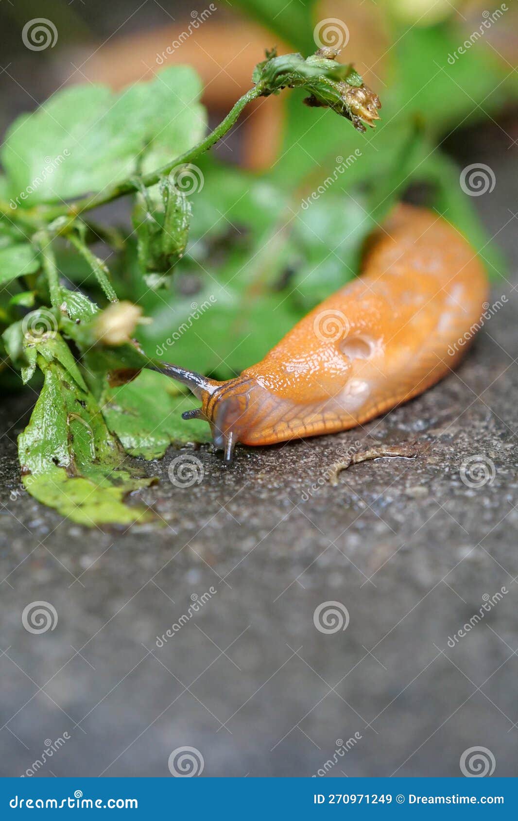 Yellow Slug Crawls on Wet Asphalt after Rain Stock Image - Image of ...