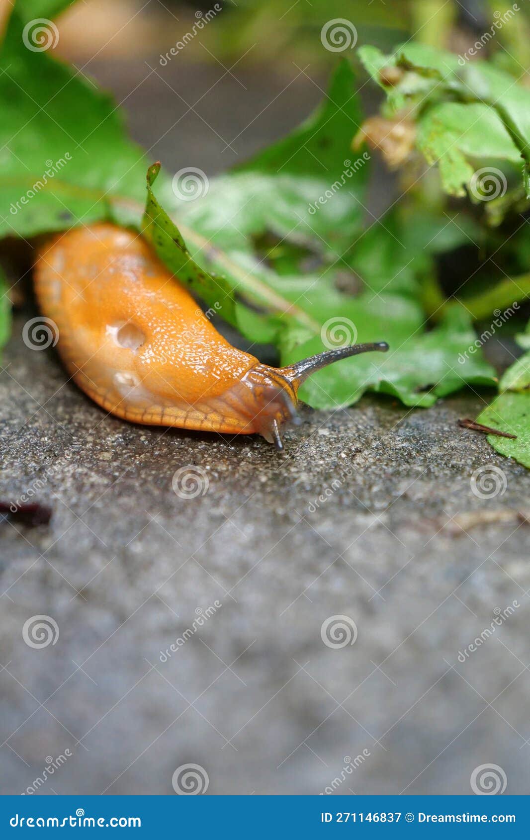 Yellow Slug Crawls on Wet Asphalt after Rain Stock Image - Image of ...