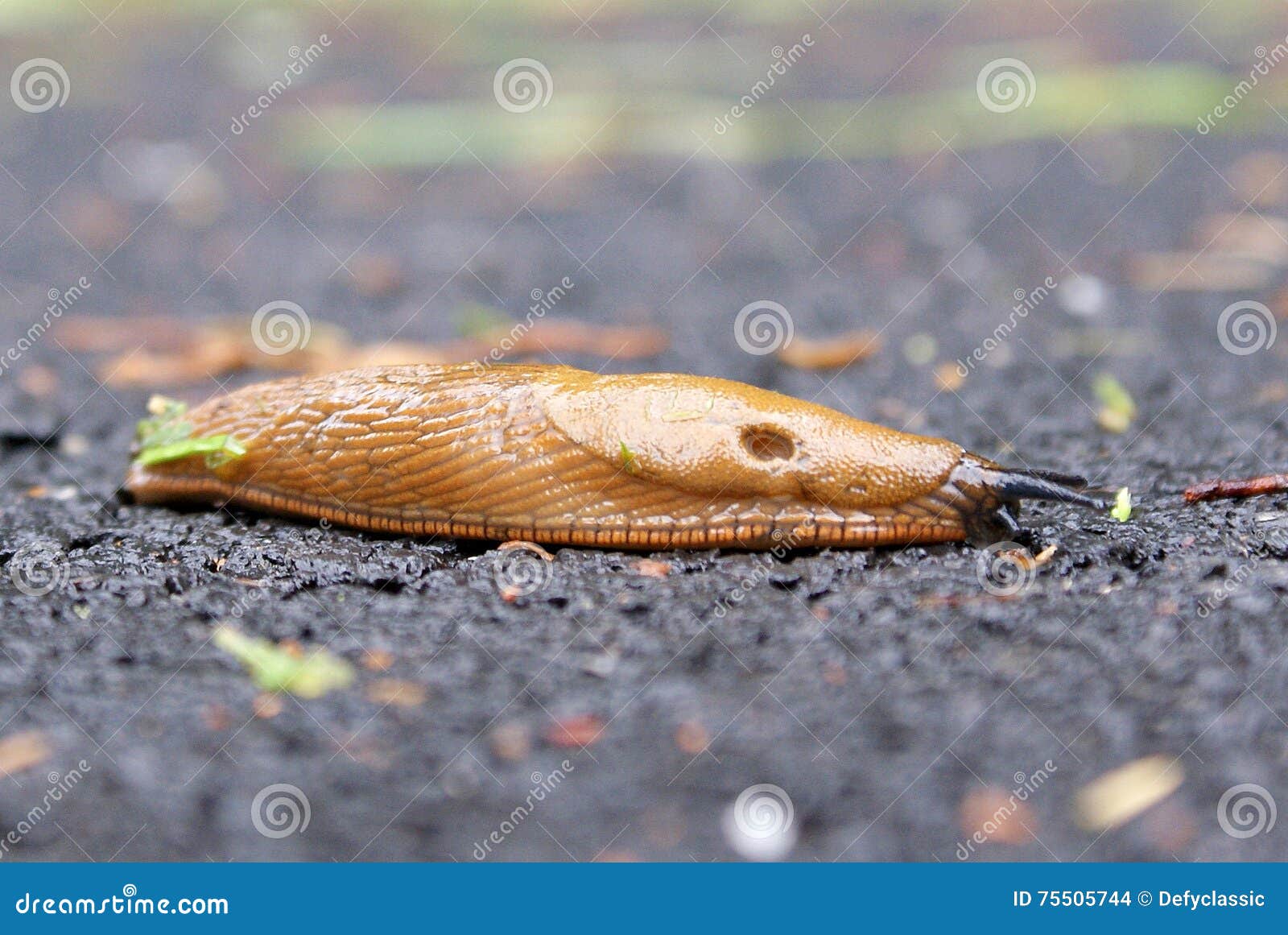 Yellow Slug - Limax flavus stock photo. Image of eating - 75505744