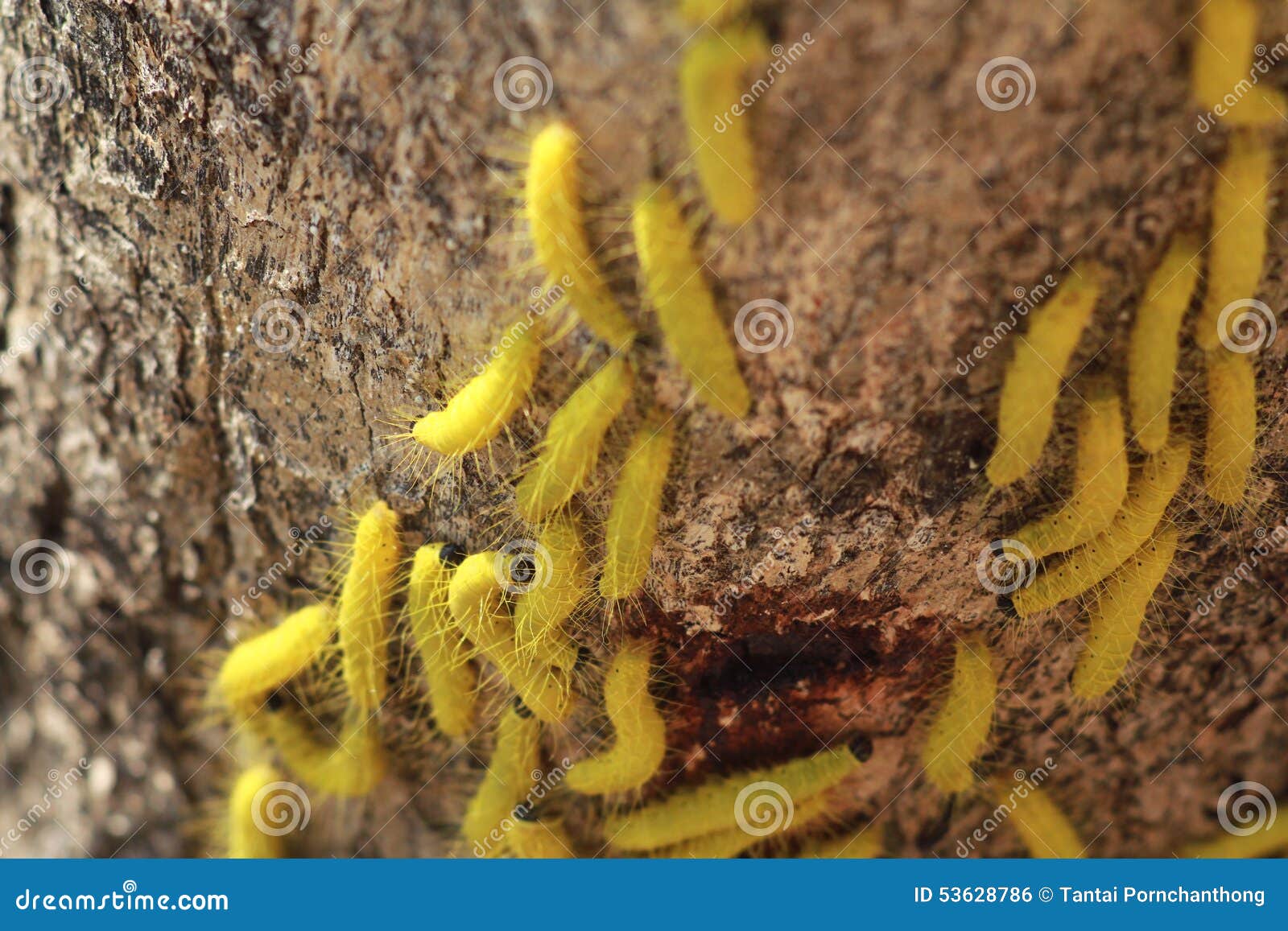 Yellow Slug Worm stock photo. Image of yellow, slug, insect - 53628786