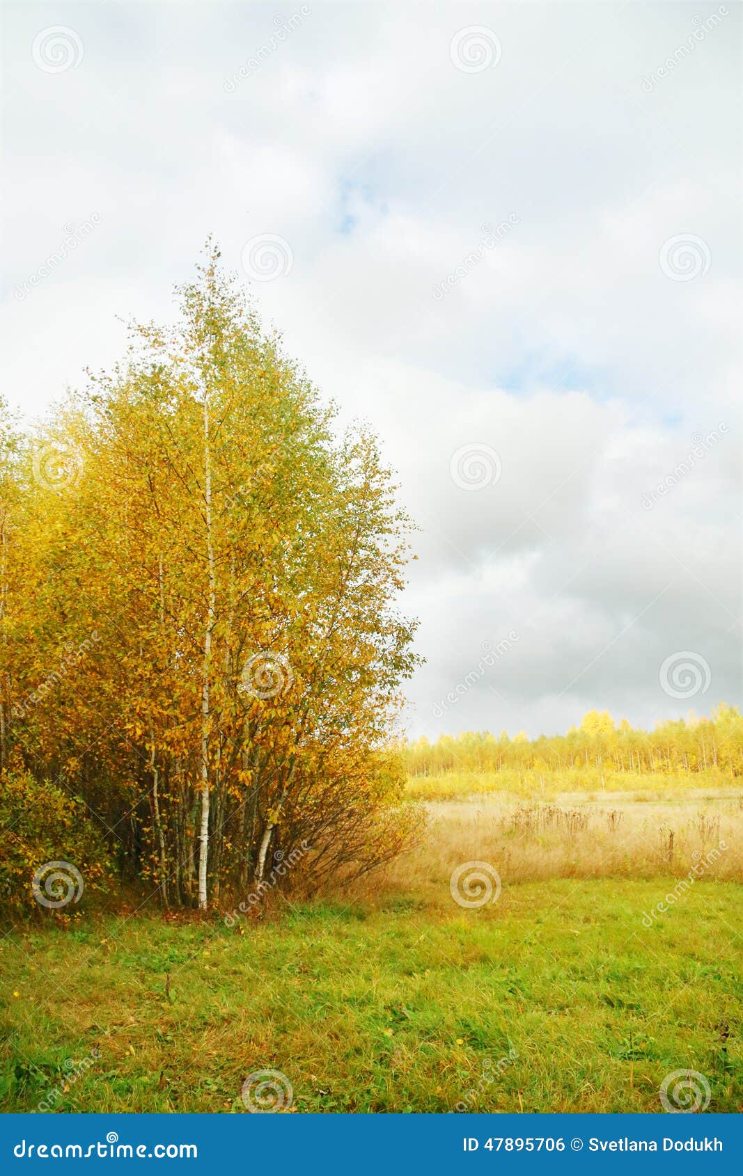 Yellow Small Birches on Edge of Forest and Meadow Stock Photo - Image ...