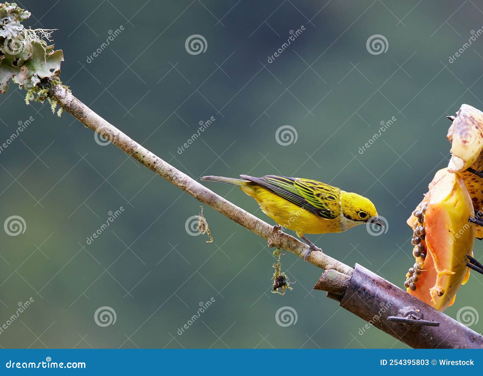 Yellow, Small Bird Standing on a Mossy Tree Branch Stock Image - Image ...