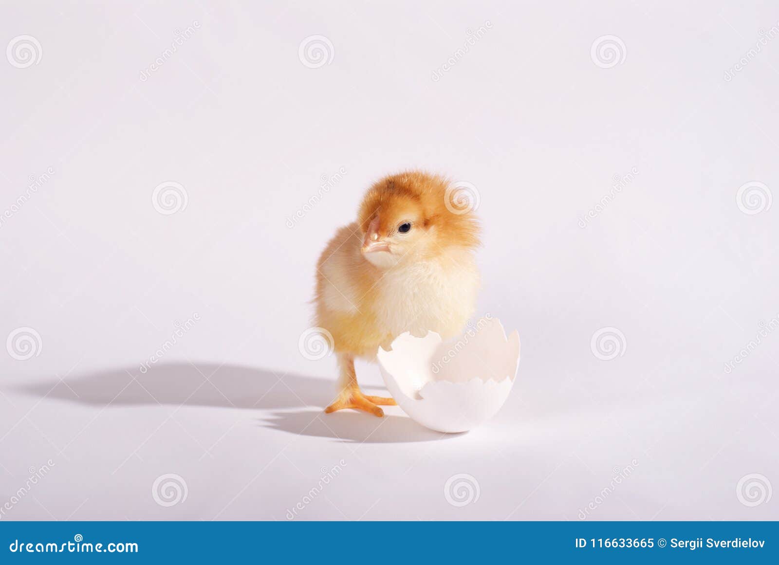 The Yellow Small Chick with Egg Isolated on a White Background Stock ...