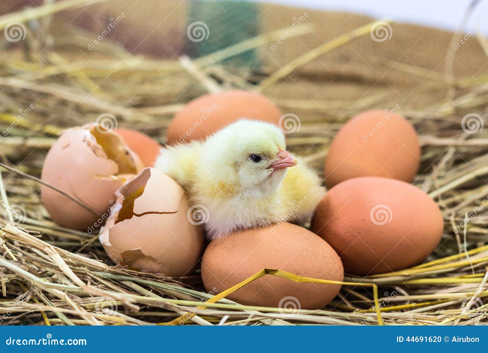 Yellow Small Chick with Shell Stock Photo - Image of animal, hairy ...