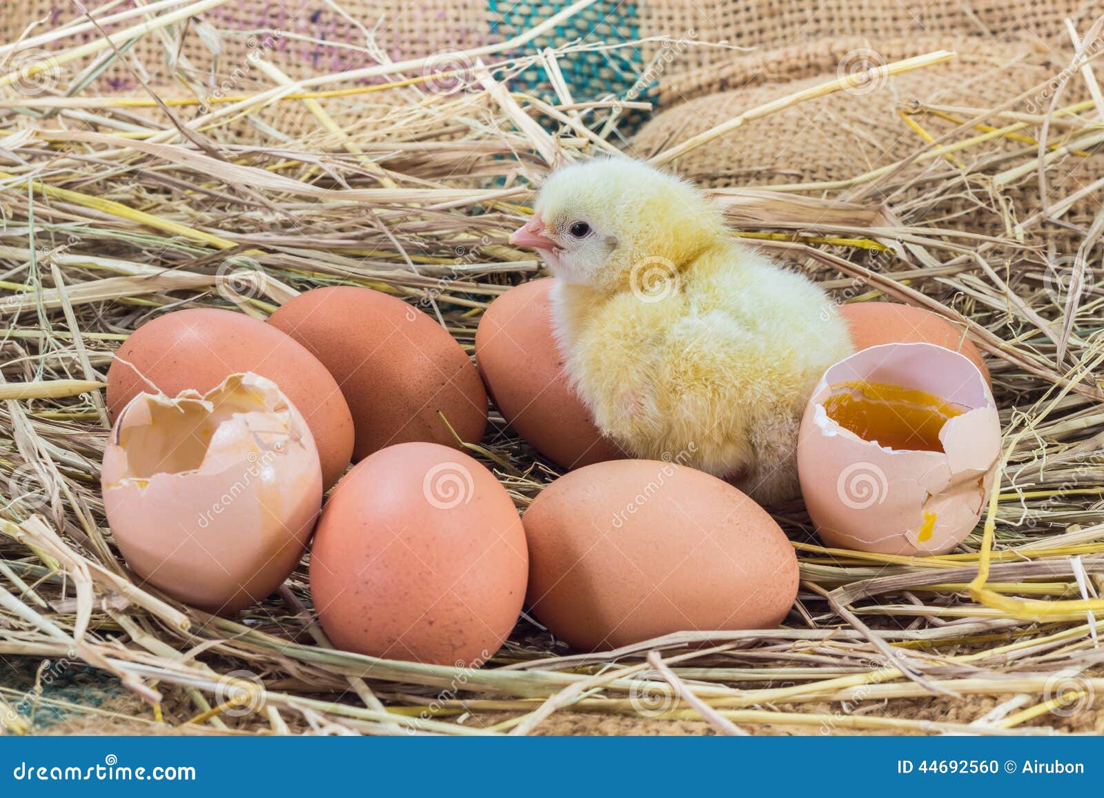 Yellow Small Chick with Shell Stock Photo - Image of feather, chicken ...
