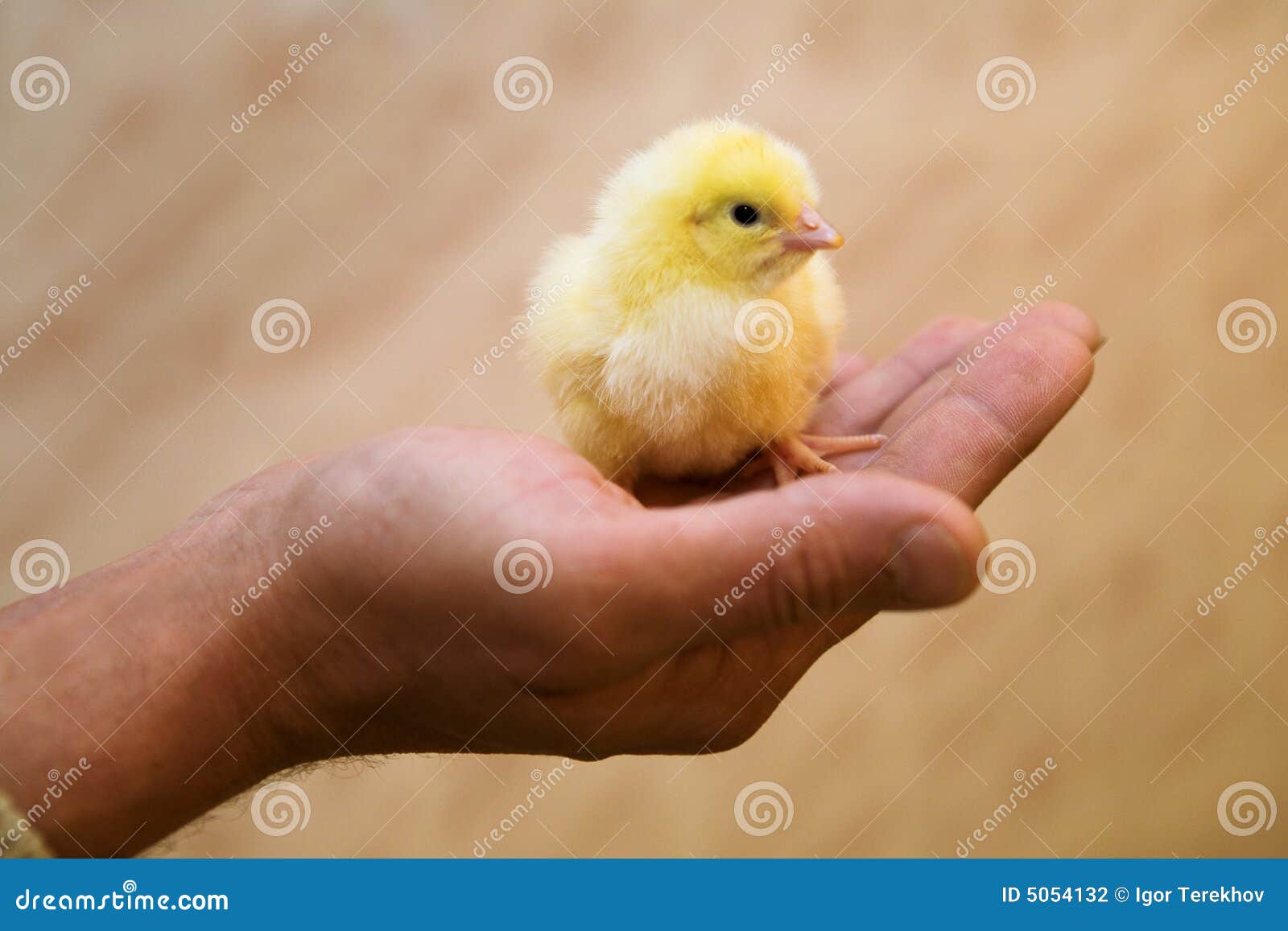 Yellow small chicken stock photo. Image of wing, cockerel - 5054132