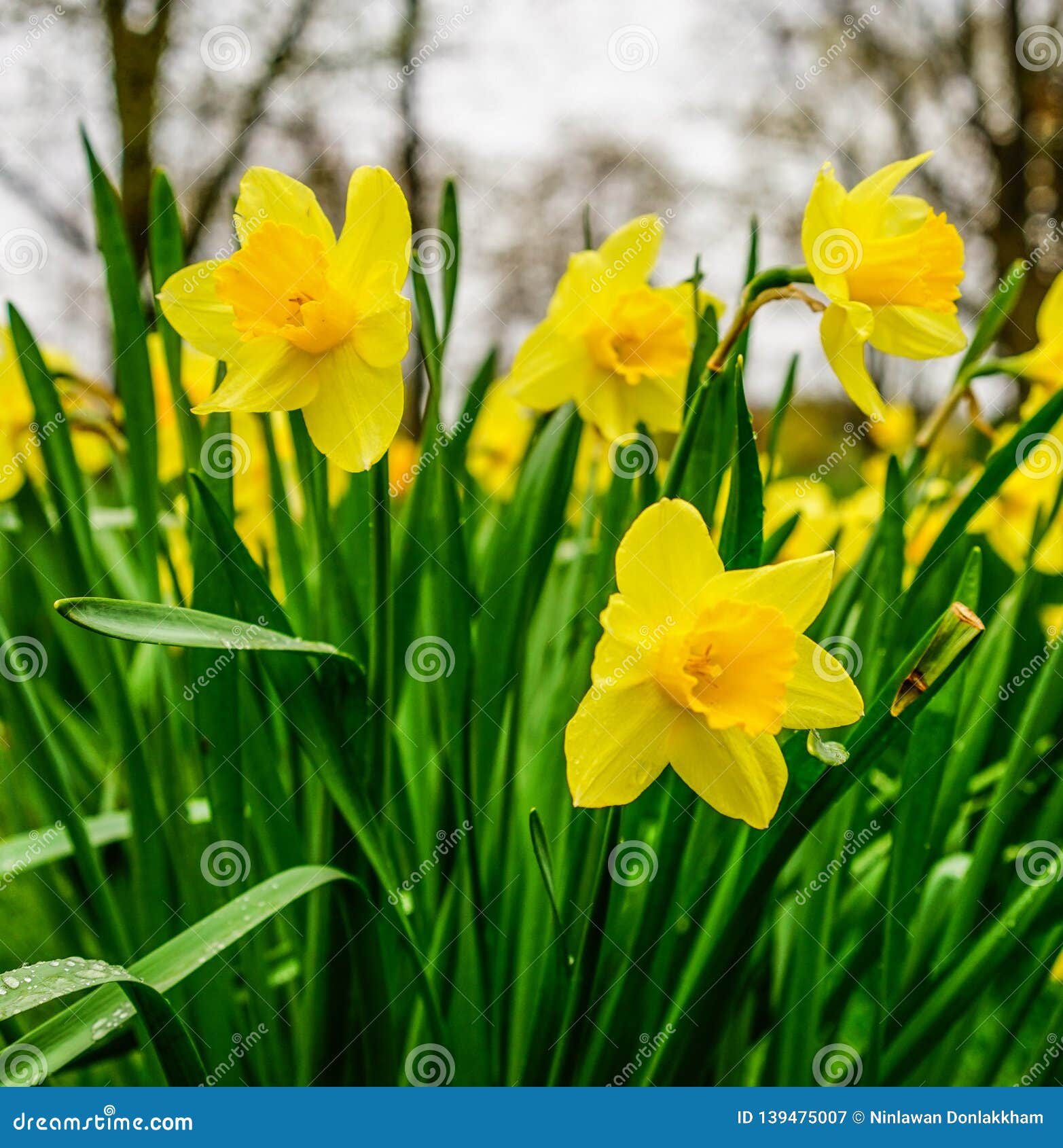 Yellow Small Daffodils in Spring Stock Image - Image of outdoor ...