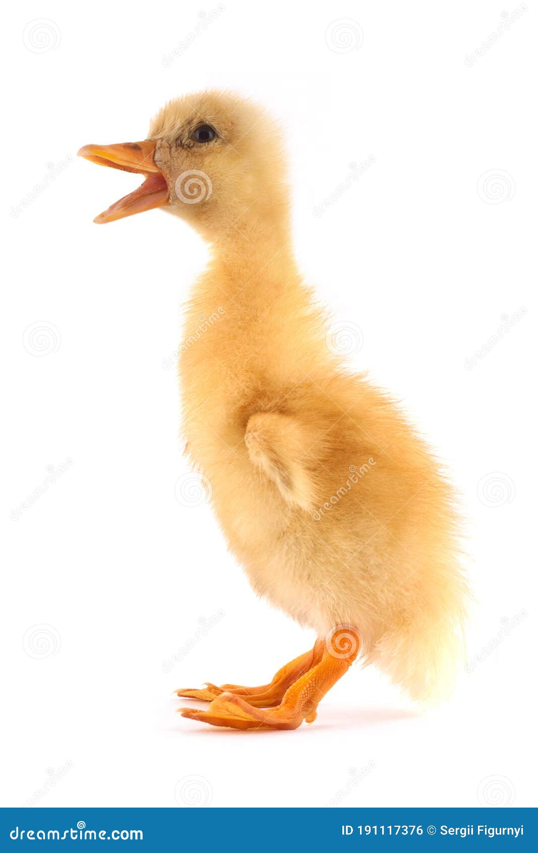 The yellow small duckling stock photo. Image of looking - 191117376