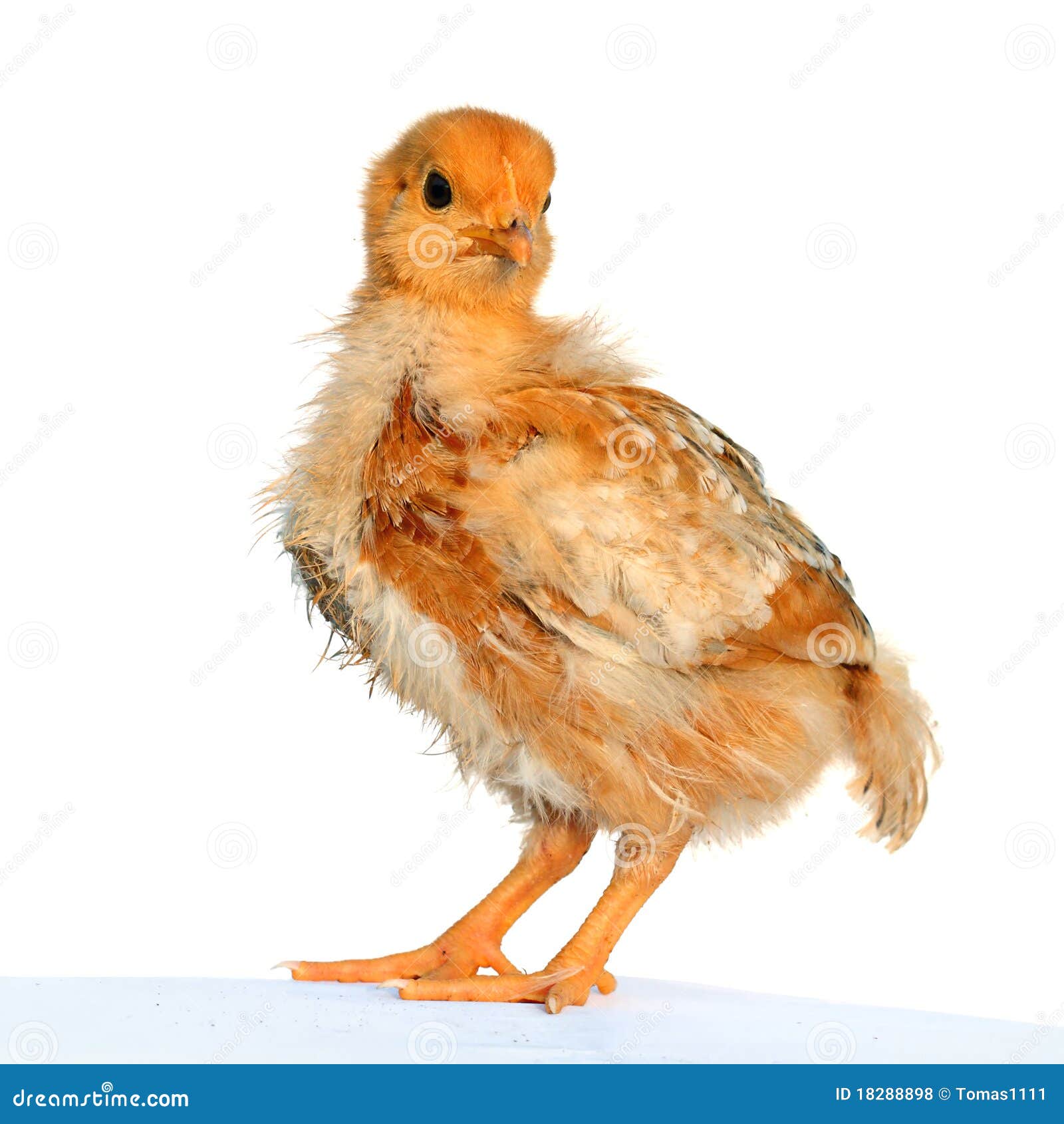 Yellow Small Easter Chicken Isolated. Stock Photo - Image of growth ...