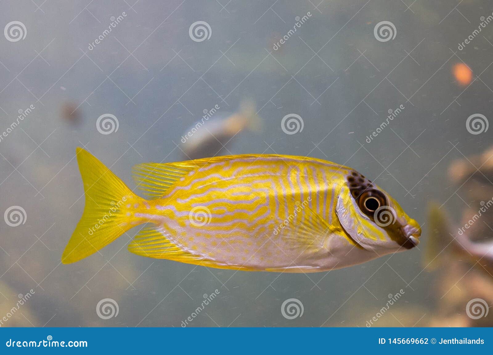 A yellow small fish stock photo. Image of face, poisson - 145669662
