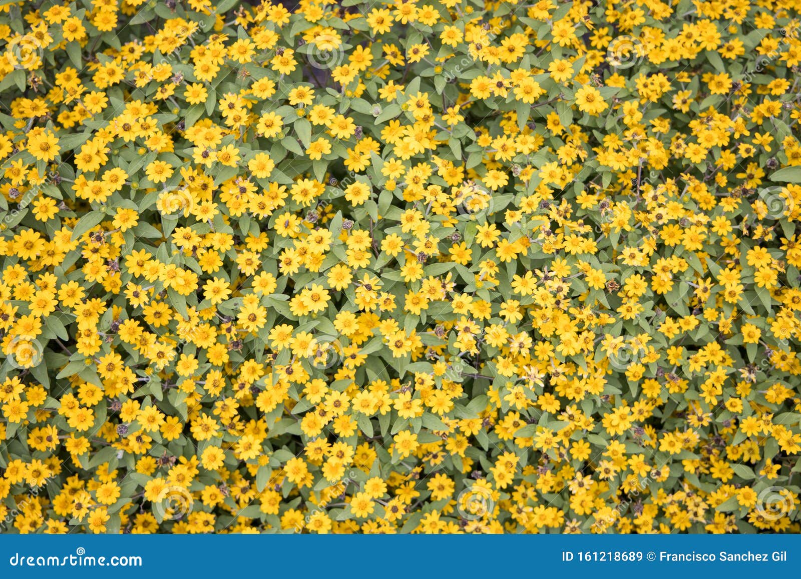 Yellow Small Flower Background Pattern Bloom Stock Image - Image of ...