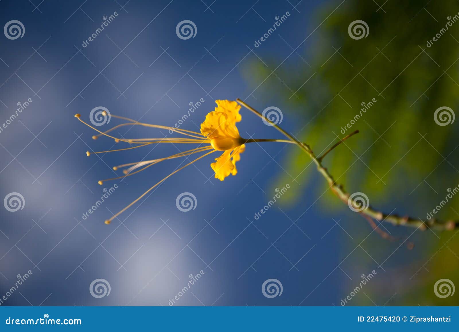Yellow Small Flower of Cassia Stock Photo - Image of farmland, harvest ...